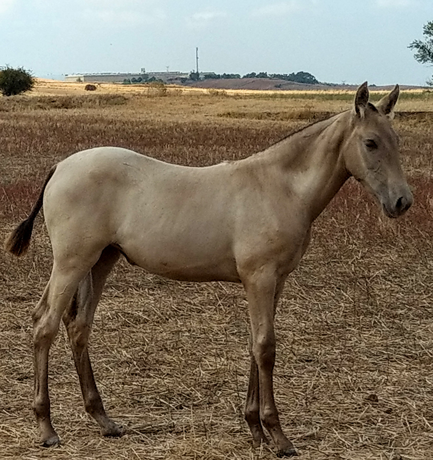 Divine Pearl EV – Pearl of Peace World